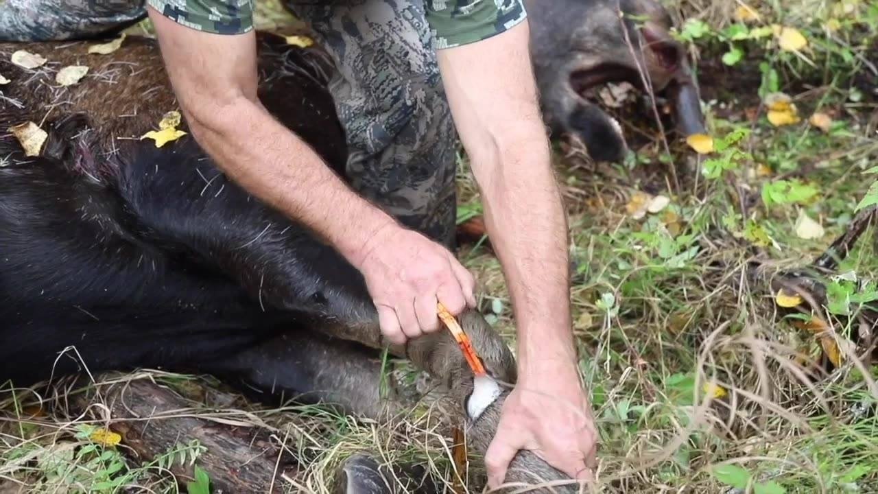 RaptoRazor - HuntPost.com