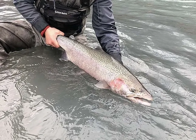 STEELHEAD - HuntPost