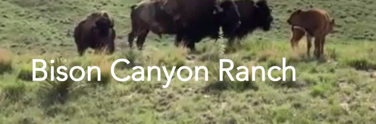 Bison Canyon Ranch - HuntPost.com