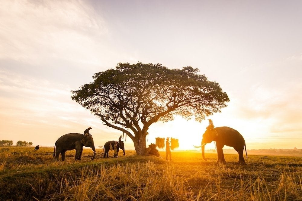 ELEPHANT INTERACTION DAY TRIP - HuntPost